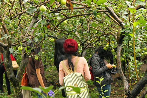 Kebun Apel Malang: Harga Tiket Masuk 2025 & Lokasi