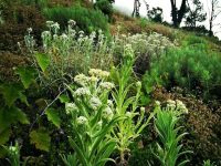 Taman Nasional Gunung Ciremai - Salsa Wisata
