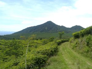 Gunung Burangrang: Lokasi Jalur Pendakian, Harga Tiket & Misteri