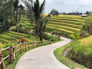 Jatiluwih Rice Terrace Ubud Bali: Lokasi, Fasilitas & Daya Tarik