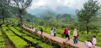 Agrowisata Gunung Mas: Lokasi, Fasilitas, & Tiket Masuk 2025