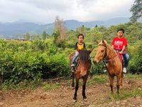 Agrowisata Gunung Mas: Lokasi, Fasilitas, & Tiket Masuk 2025