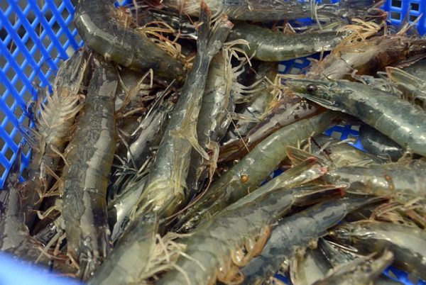 Pantai Muara Gembong Bekasi: Tiket Masuk, Rute, dan Jam Buka