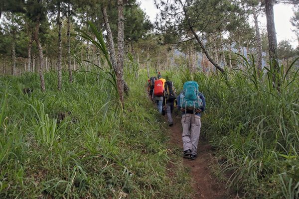 Gunung Wilis: Lokasi, Misteri, Jalur Pendakian & Harga Tiket 2025