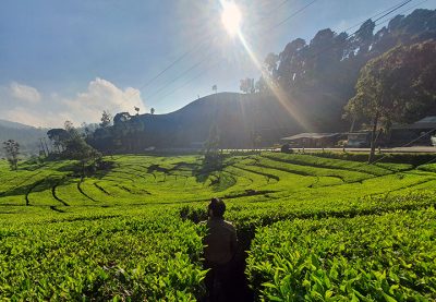 Kebun Teh Rancabali: Lokasi, Jam Buka & Harga Tiket Masuk 2025