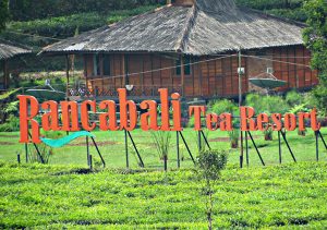 Kebun Teh Rancabali: Lokasi, Jam Buka & Harga Tiket Masuk 2025