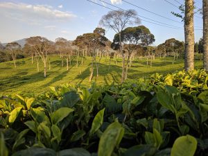 Kebun Teh Rancabali: Lokasi, Jam Buka & Harga Tiket Masuk 2025