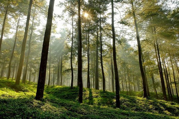 Hutan Pinus Limpakuwus Banyumas: Tiket Masuk & Jam Buka