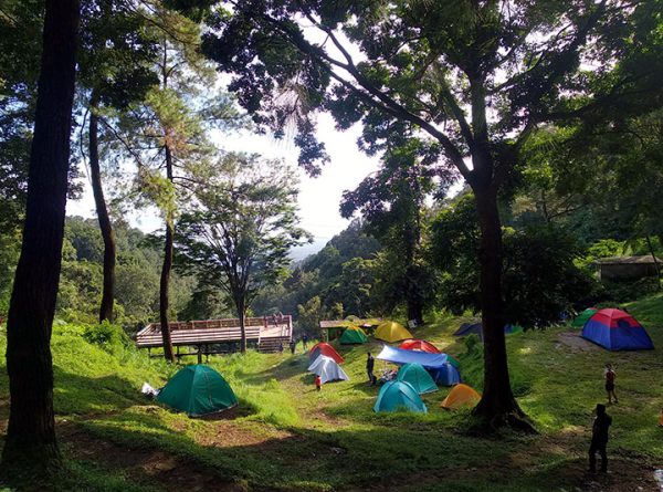 Taman Nasional Gunung Halimun: Rute, Tiket Masuk & Jam Buka
