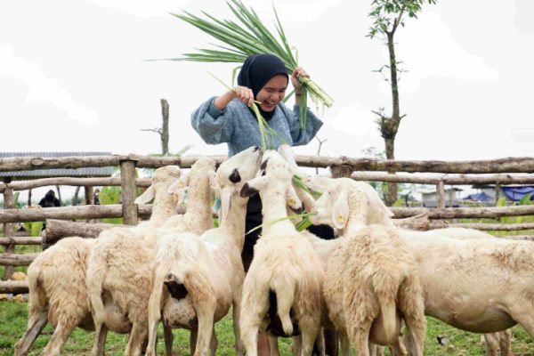 Menggala Ranch: Review, Lokasi, Daya Tarik & Harga Tiket 2025