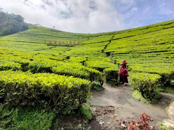 Agrowisata Kaligua: Sejarah, Lokasi & Harga Tiket Masuk 2026