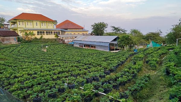 12 Tempat Wisata di Pacet Terbaru yang Lagi Hits dan Murah 2025